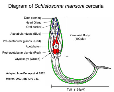 Microbiologia y Parasitologia 2_E Unpa: SCHISTOSOMA MANSONI