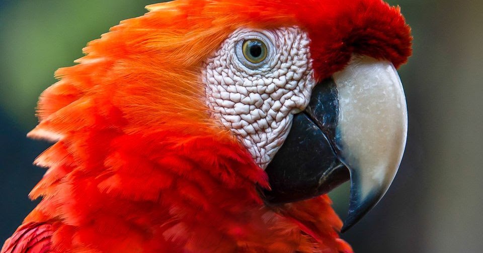 Baaten Karne Wala Parinda Bird Who Talks Like Humans