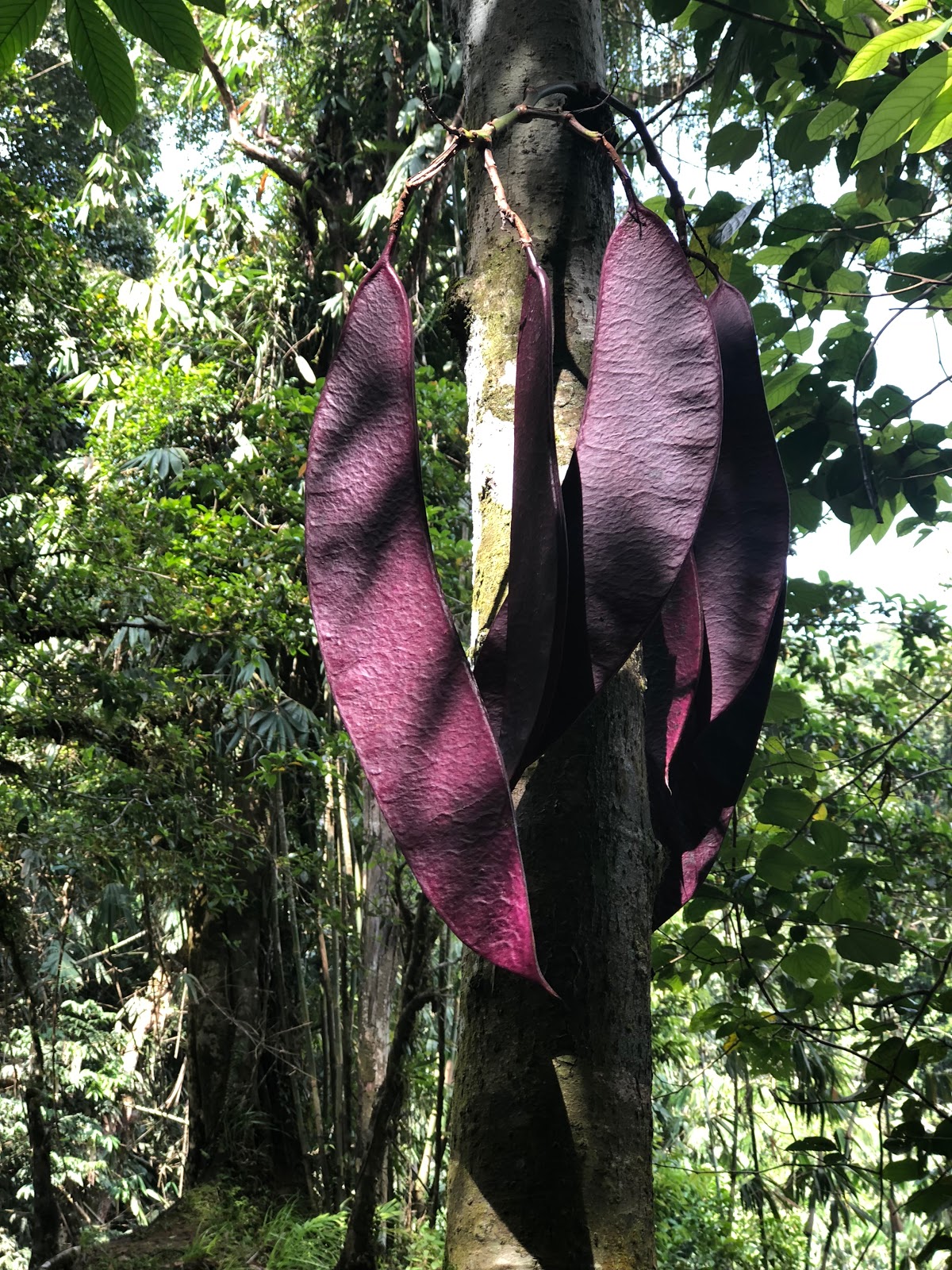 Adventurous: Lata Medang Waterfall @ Kuala Kubu Bharu