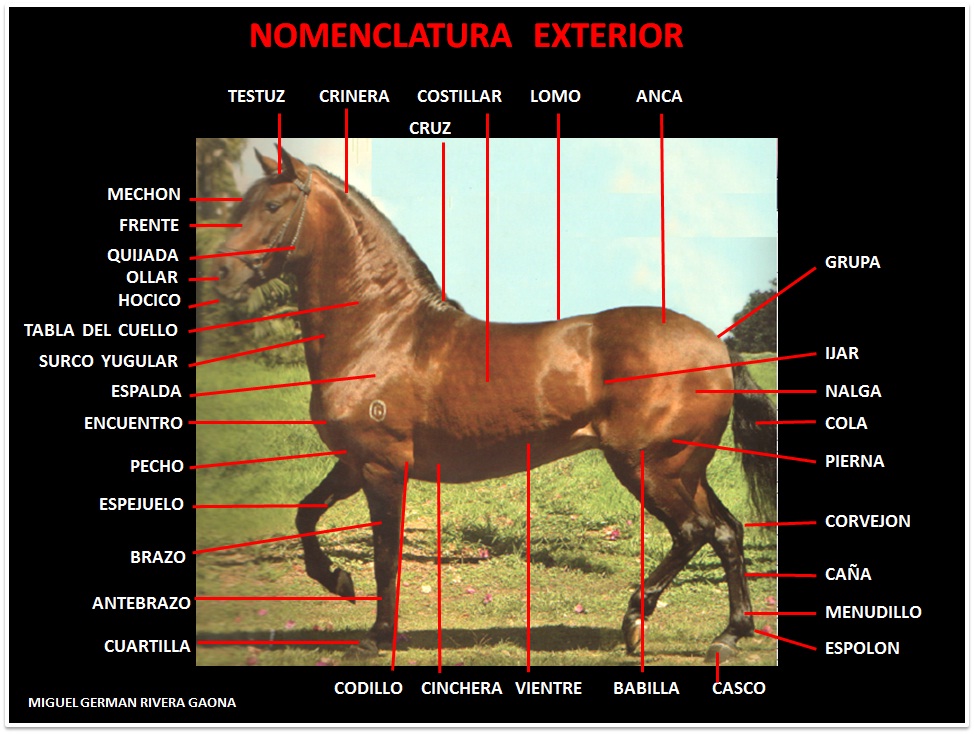 MANUAL DE COJERAS EN EQUINOS: EXTERIOR