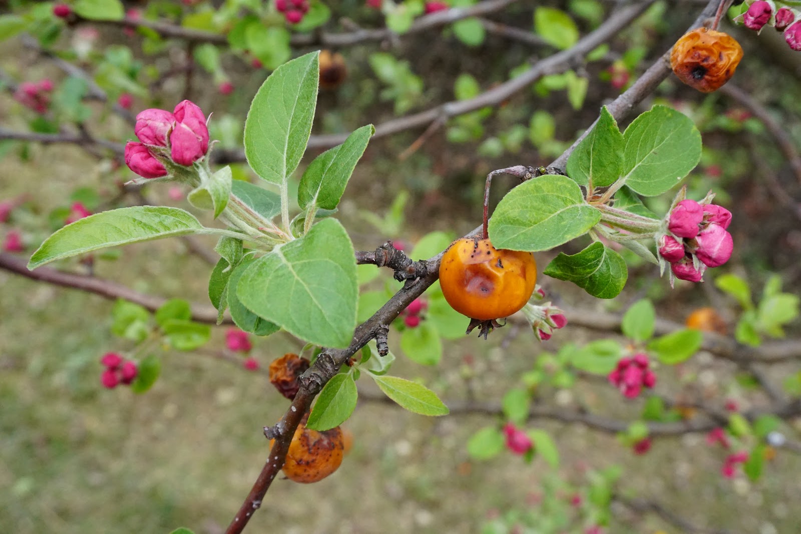 Plantas de Huerta Otea, Salamanca: Manzano de flor, manzano rosa ...