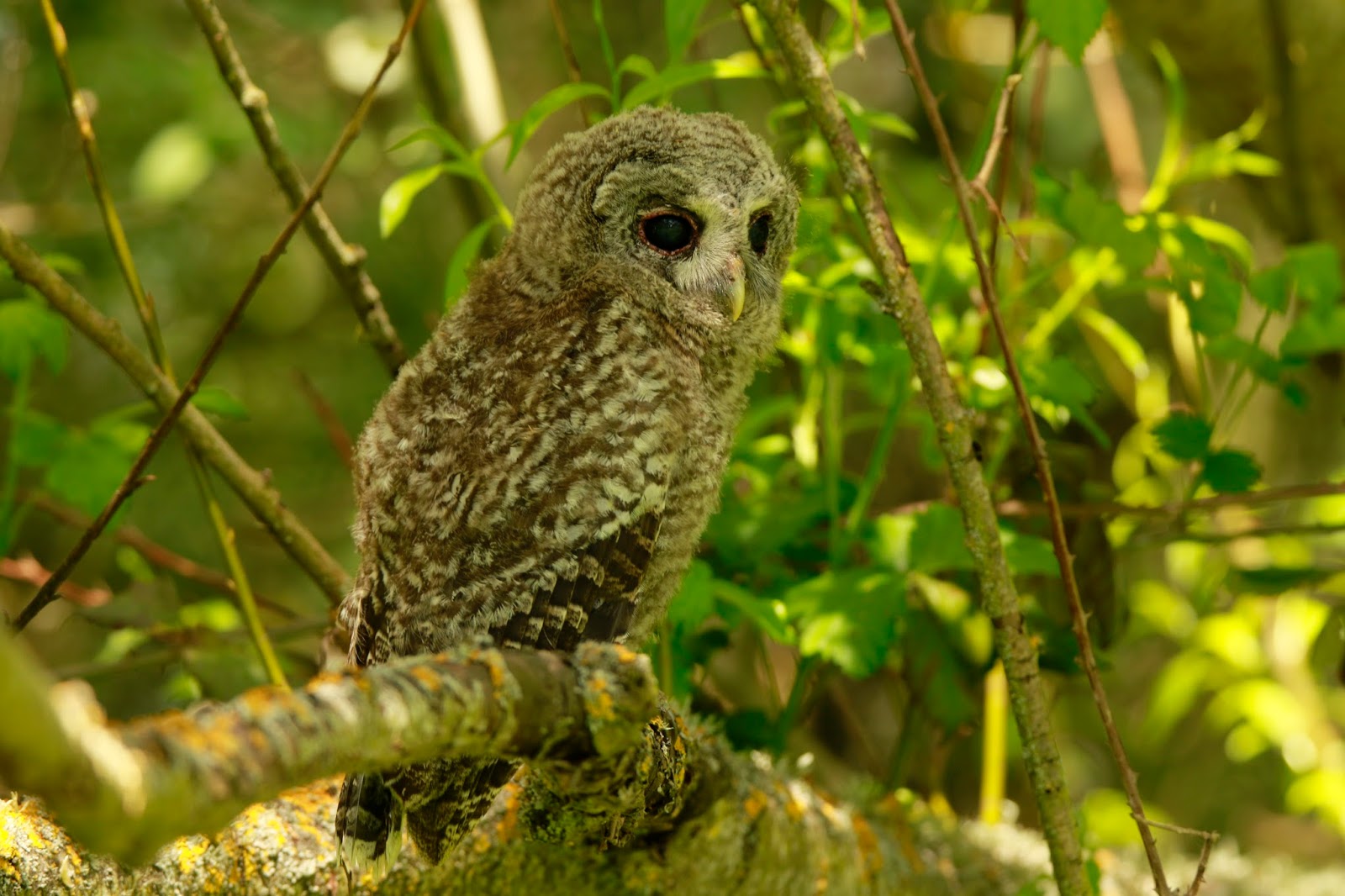 NATURAMETEO, majulada: Cárabo común ( strix aluco )