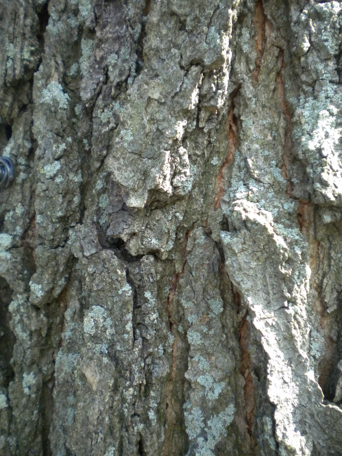 The Trees of Swarthmore's Campus: Kentucky Coffee Tree, Gymnocladus dioicus