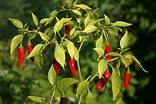 Siling-labuyo o labuyo - Bird's eye chilis | Thai Chili