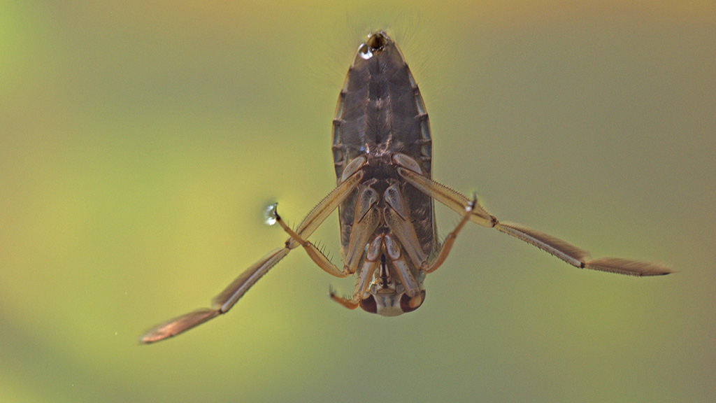 ムシをデザインしたのはダレ？: backswimmers マツモムシ