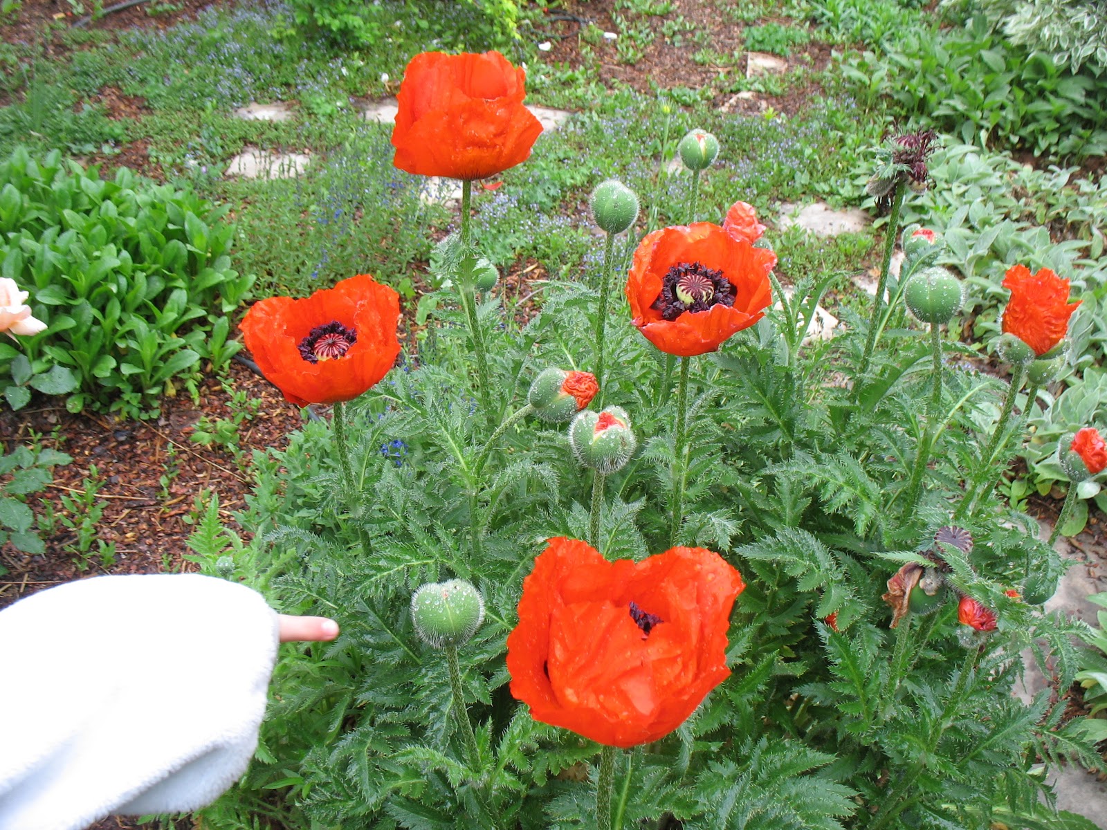 The Painted Prism: WATERCOLOR WORKSHOP: Painting Red Poppies