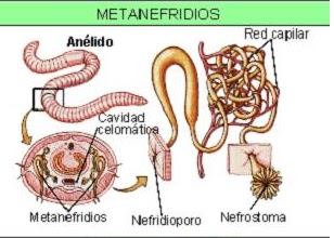 Desde las gavetas de mi escritorio: Mecanismos de excreción de los animales
