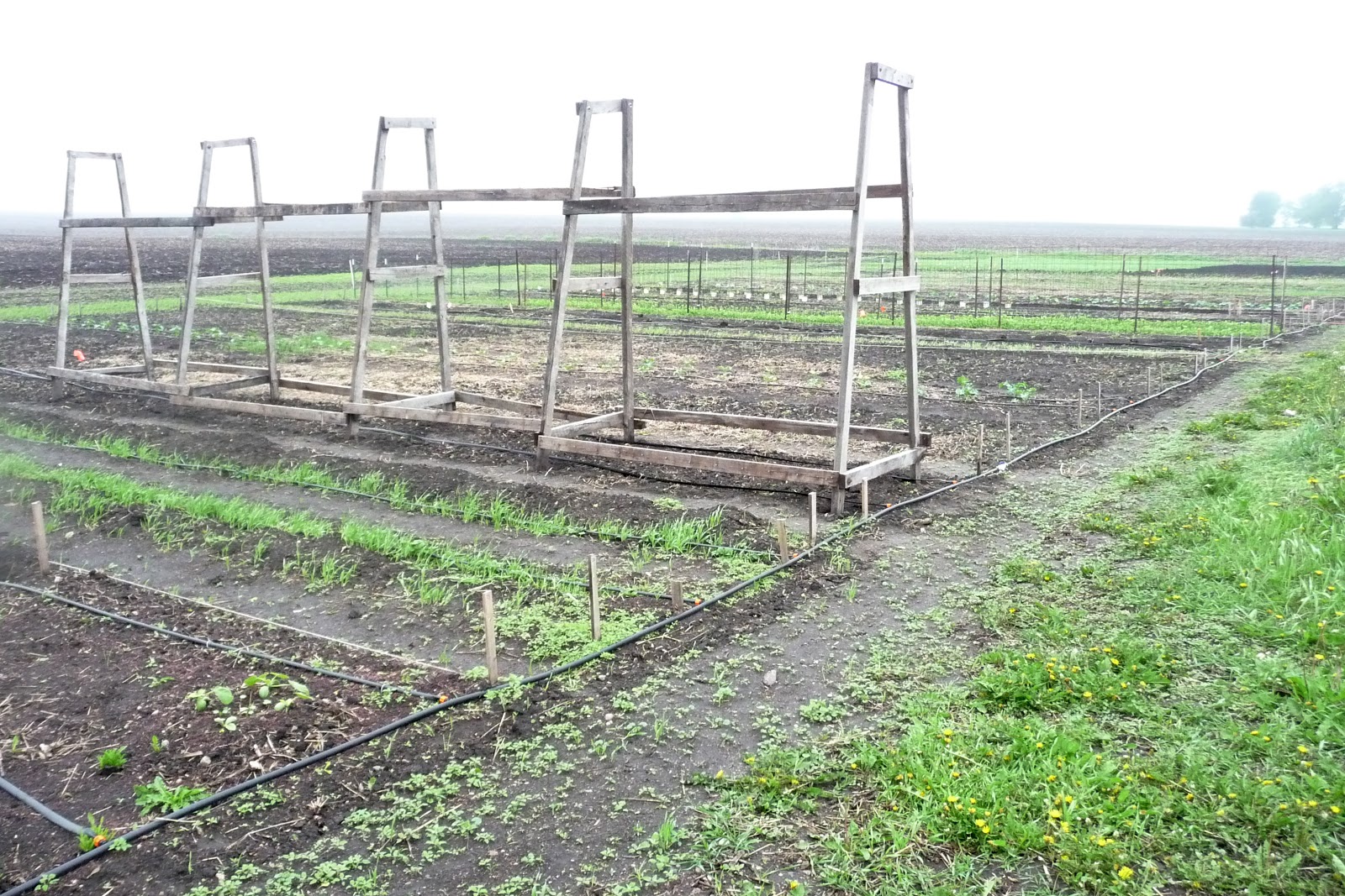 Alternative Roots Farm: Muddy Beans, Muddy Boots