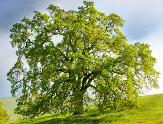 Discover Life: Trees of Virginia, United States: Oak Tree