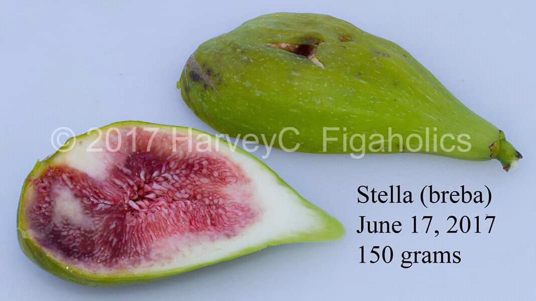 Cordi Stella Fig - Var Tin