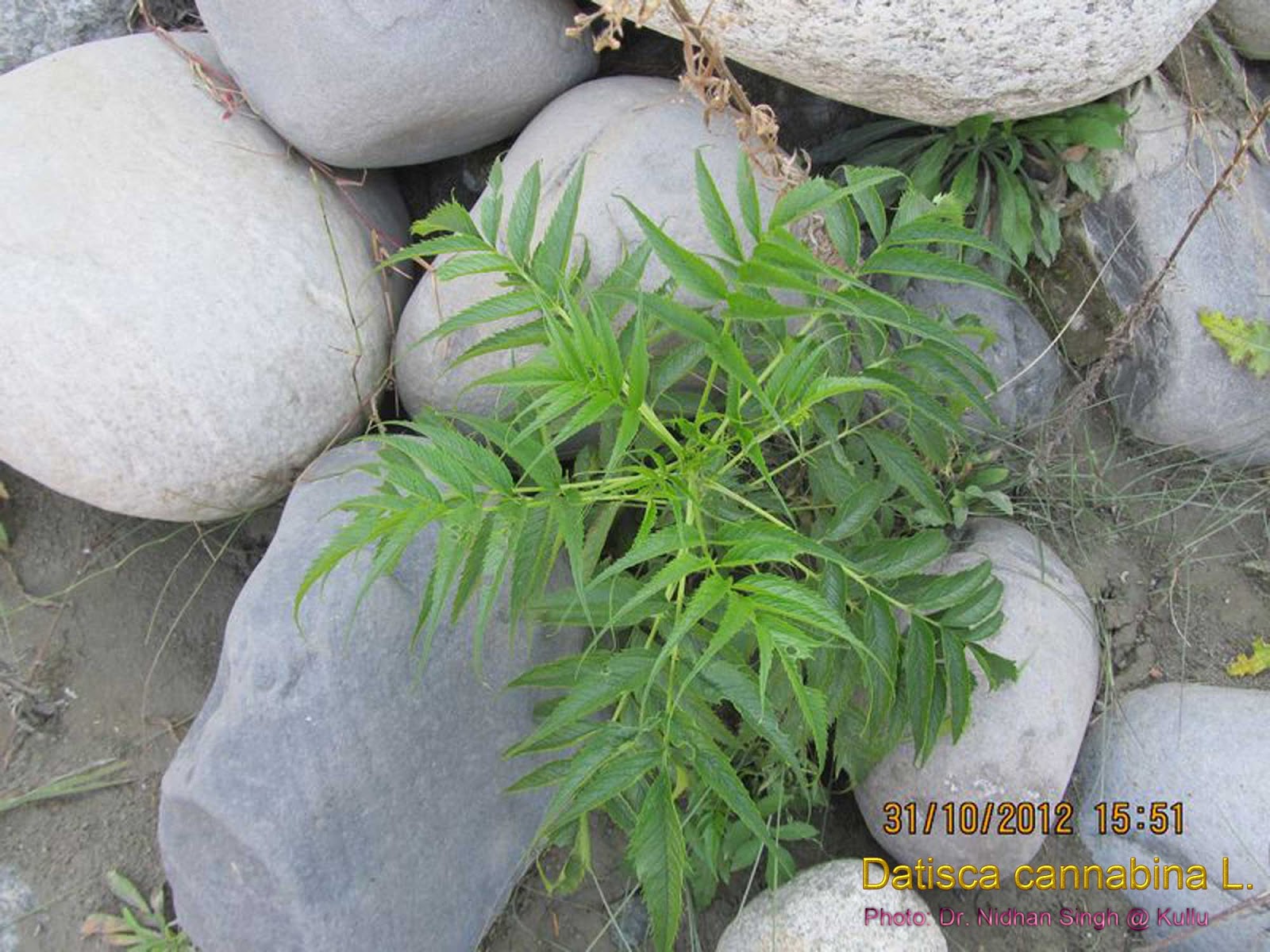 Medicinal Plants: Datisca cannabina False Hemp Acalbir