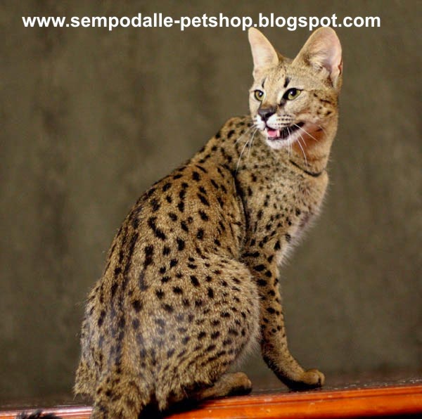 Pengetahuan Tentang Kucing / Cat: Jenis - Jenis Ras Kucing Di Dunia