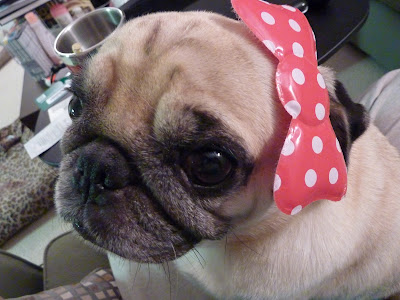 Lil Smug Pug: One Bow - Pug Shows Three Ways