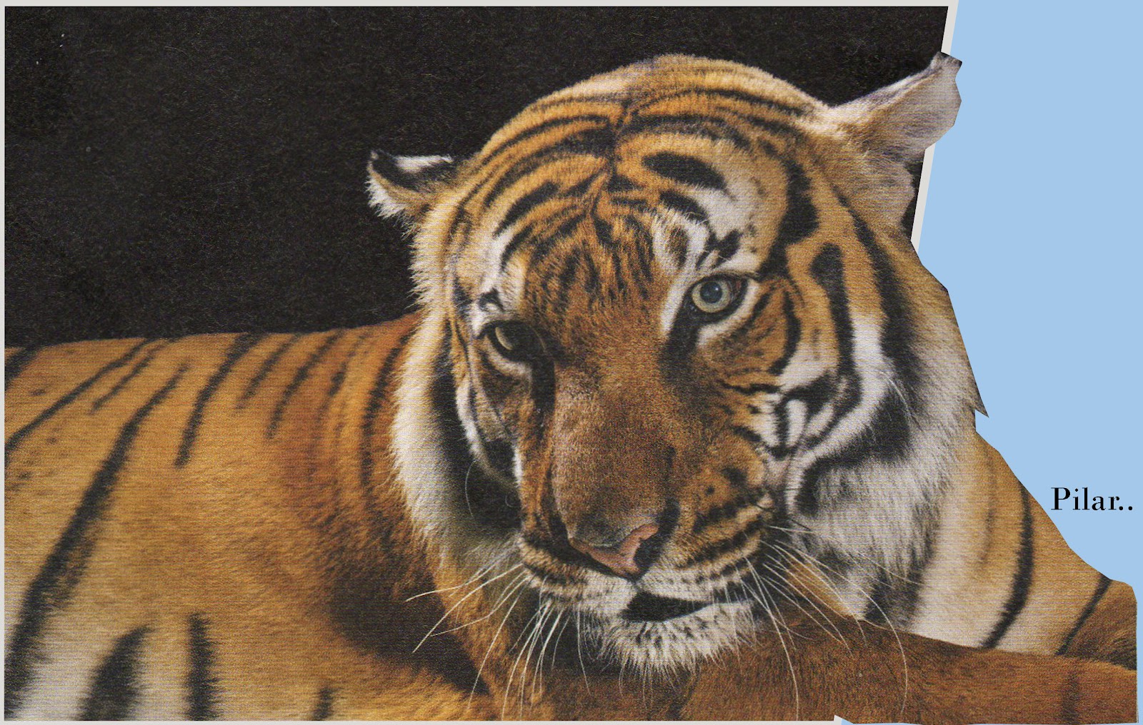 PILAR Y SUS COMPLICES: TIGRE (PANTHERA TIGRIS)