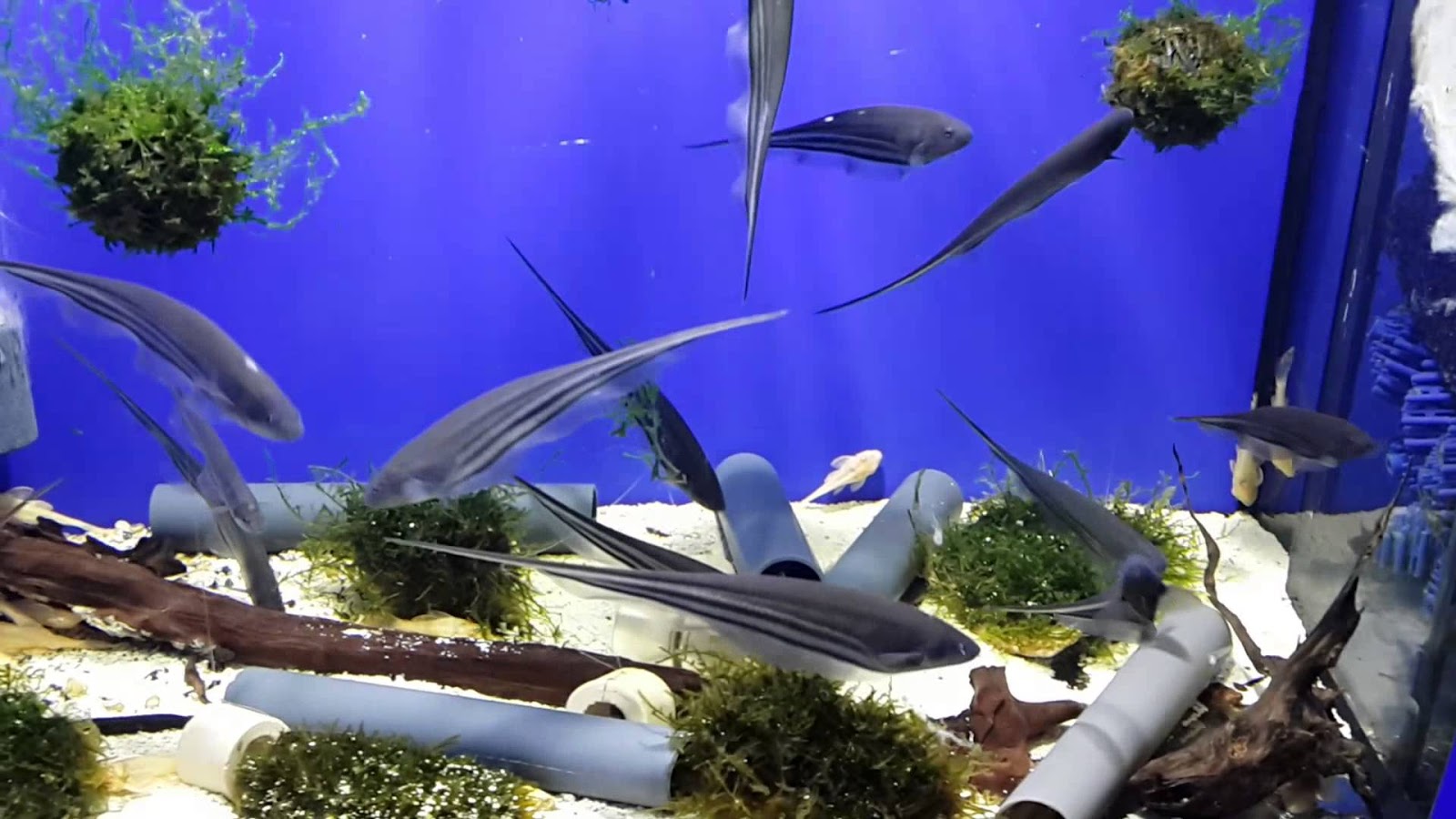 Mania de Aquário: Ituí Transparente (Glass Knife Fish, Eigenmannia ...