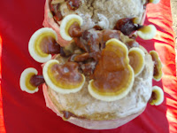 Arta Cultivarii Ciupercilor: Miceliu Italspawn