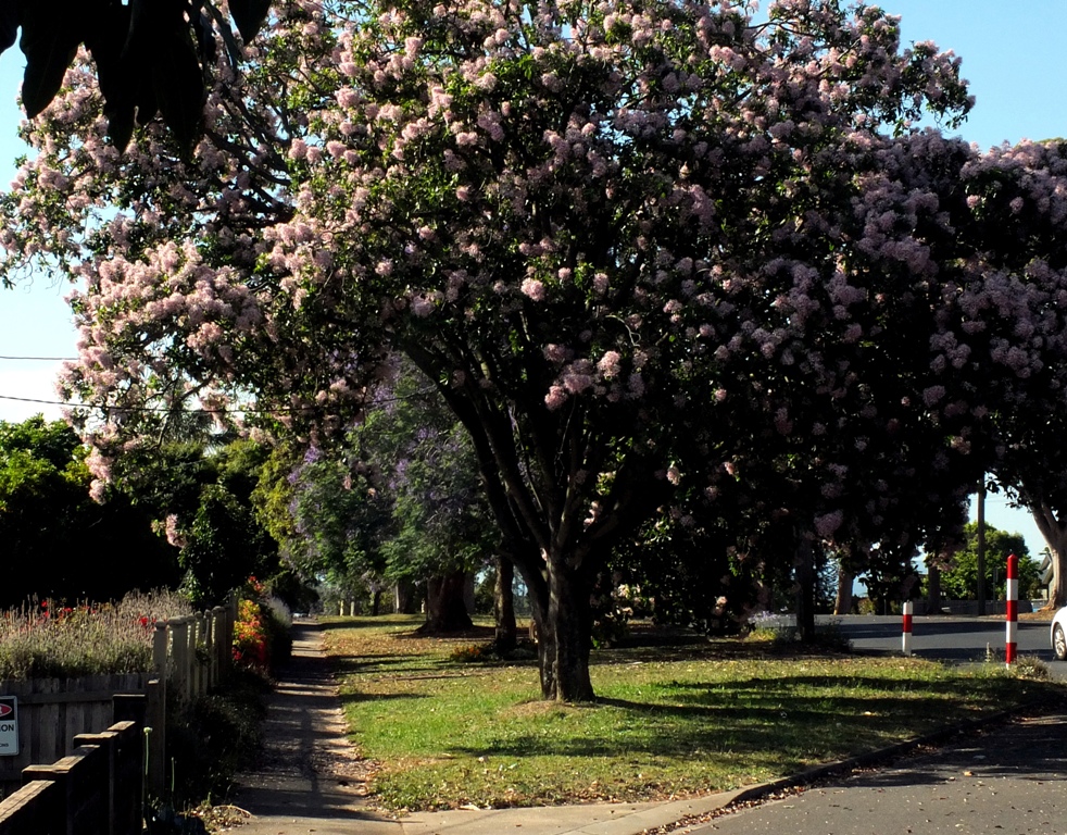 Friends of Drouin's Trees: Cape Chestnut