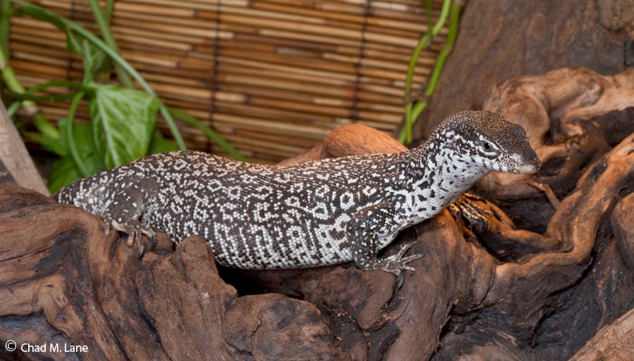 Jenis - jenis atau Macam - macam Varanidae / Varanus / Varanatic ...