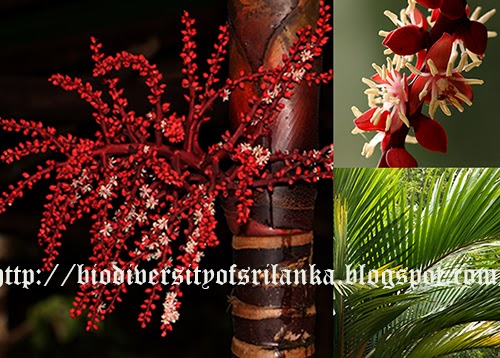 Biodiversity of Sri Lanka: රන් දෝතළු[Ran dothalu] (Loxococcus rupicola)