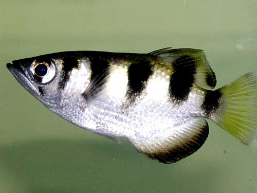HUMANPEDIA: Ikan Pemanah (Archerfish)