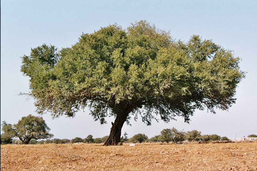 BEAUTIFUL YOU: Argan oil ~ from Morocco's Tree of Life