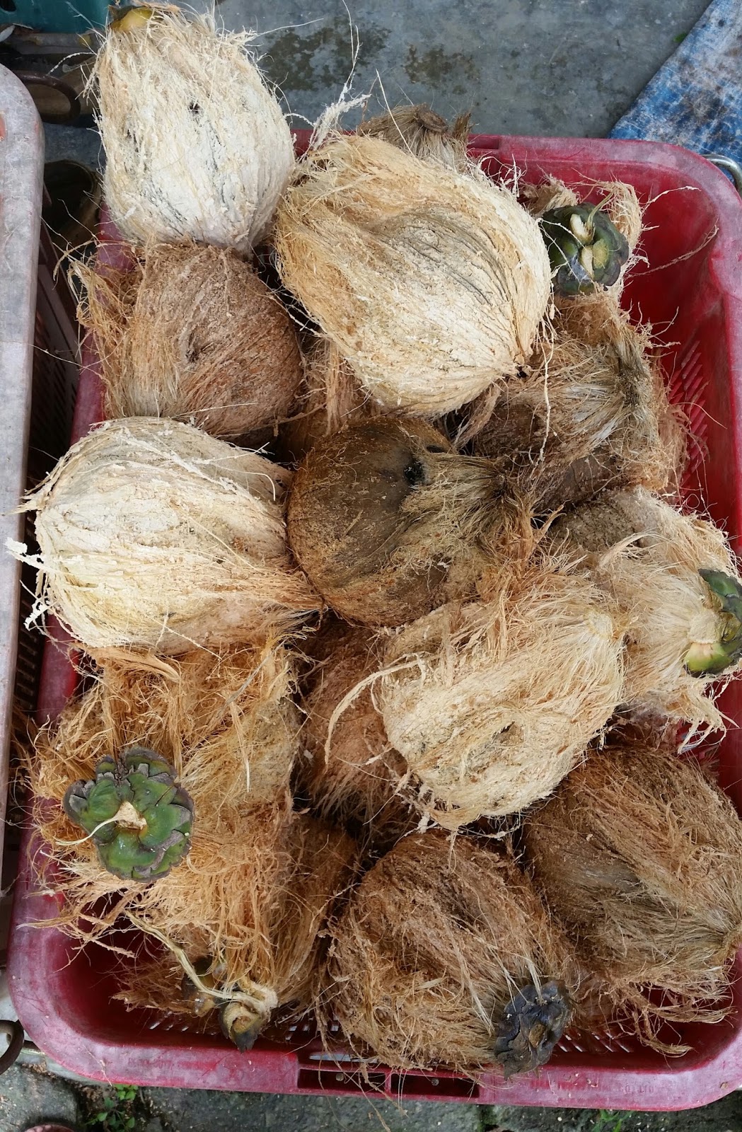 Warisan Petani: Buah Kelapa