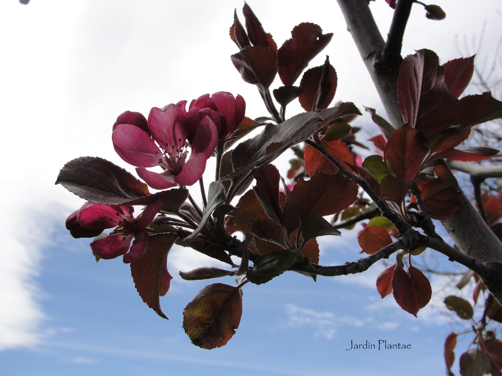 Jardinería Plantae: Manzano de flor