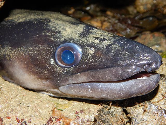 ANIMAIS DA RIA FORMOSA: Peixes 2