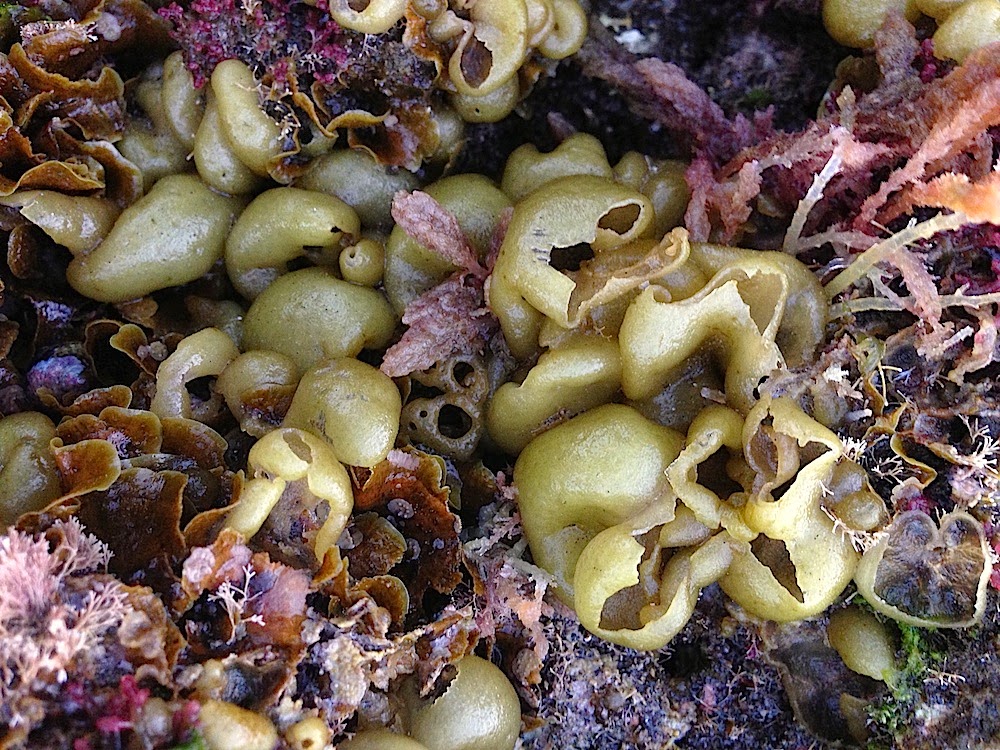 Rafael Microfauna Marina: Colpomenia sinuosa (Algas pardas)