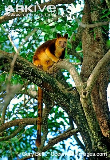 Laberinto en extinción: Canguro arboricola de Goodfellow (Dendrolagus ...