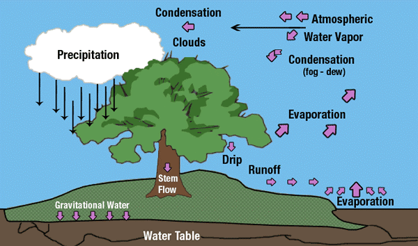 Interception Introduction | NaturalGreen