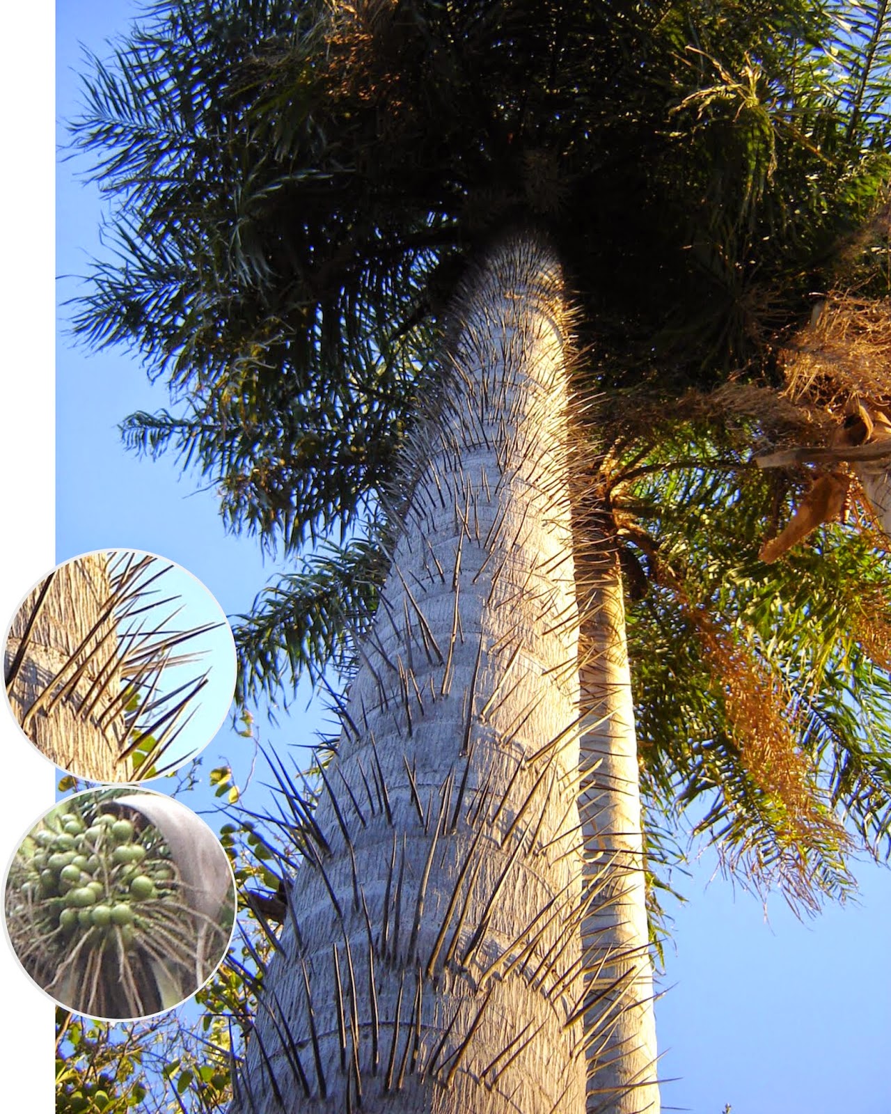 v e r d e c h a c o: Mbocayá / Corozo / Cocotero