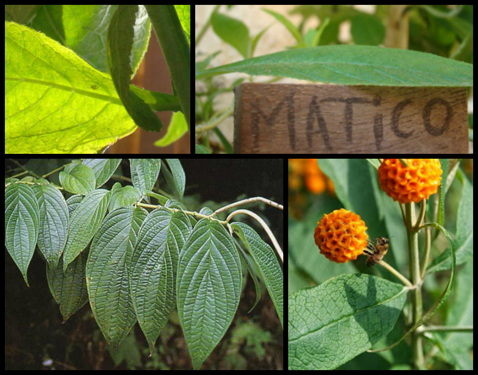 LA MATA QUE SALVA...!! ''DOLOR ESTOMACAL''
