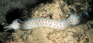 Real Monstrosities: Moray Eel