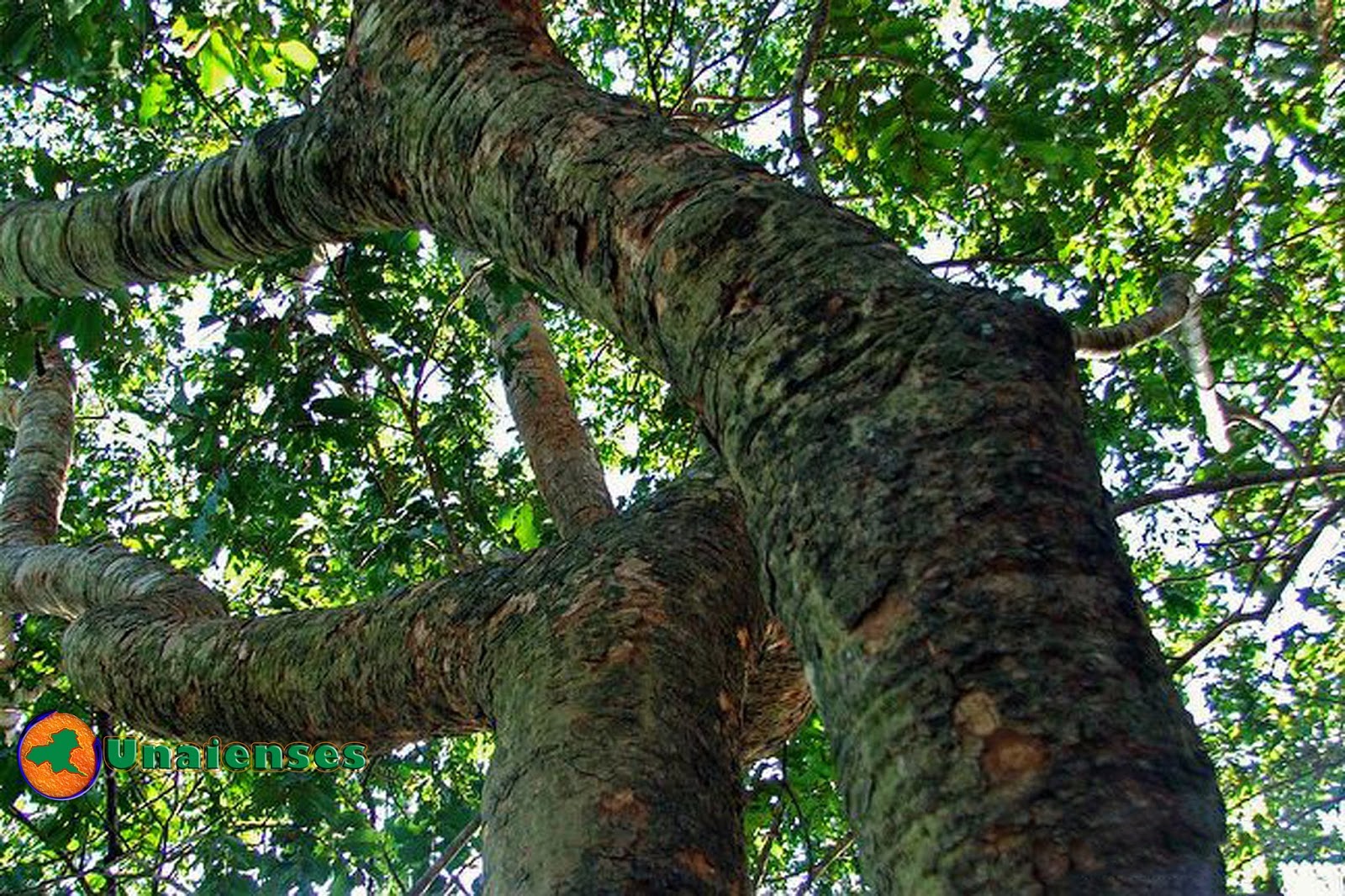 Unaienses: Baru - O Viagra do Cerrado