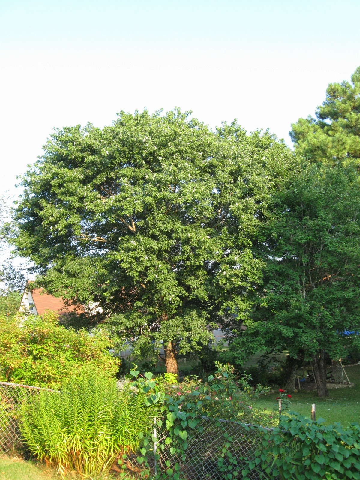 My Alabama Backyard: Living with a silver maple
