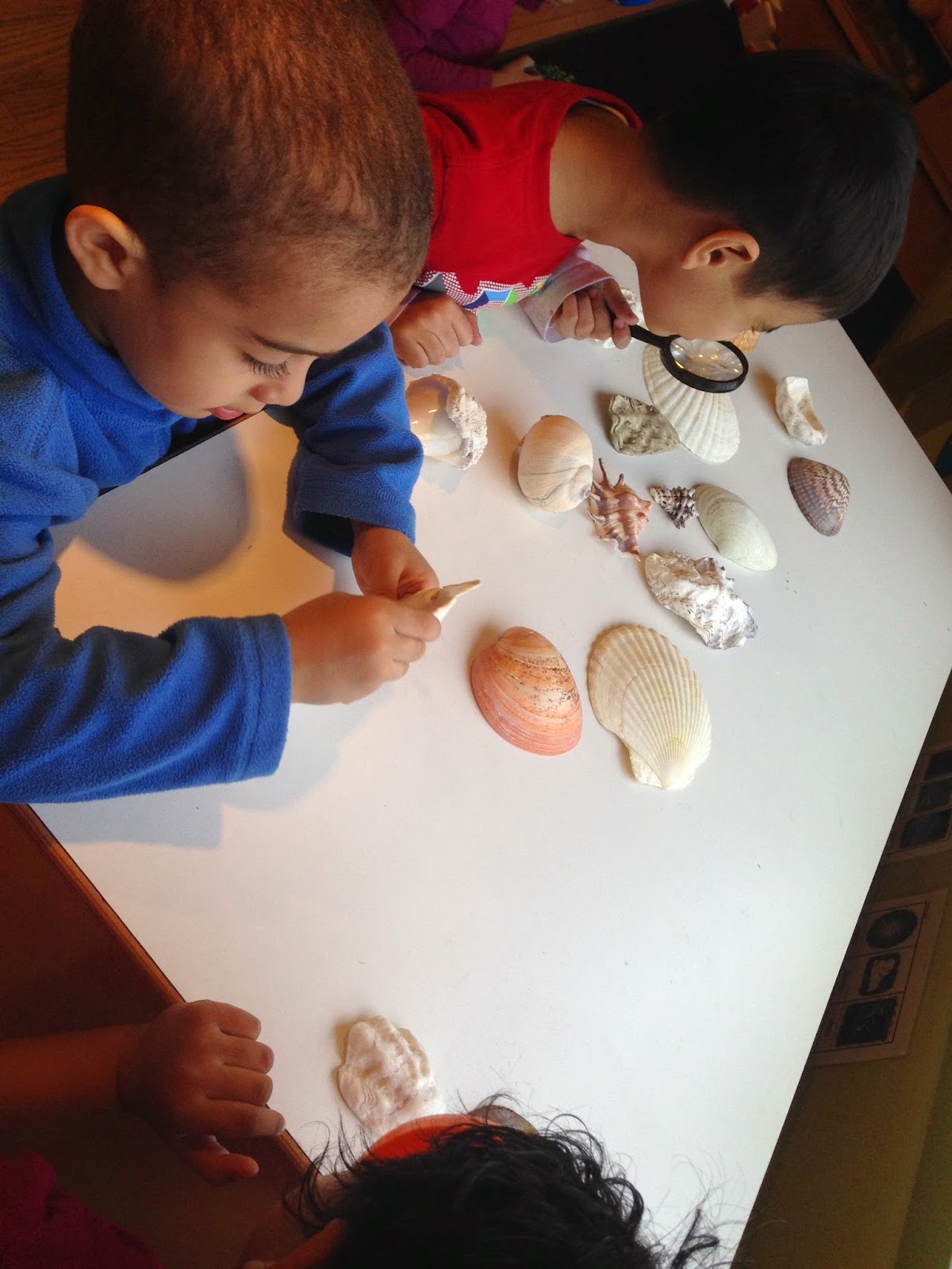 Sprouts Of Iman Preschool: Exploring Sea Shells