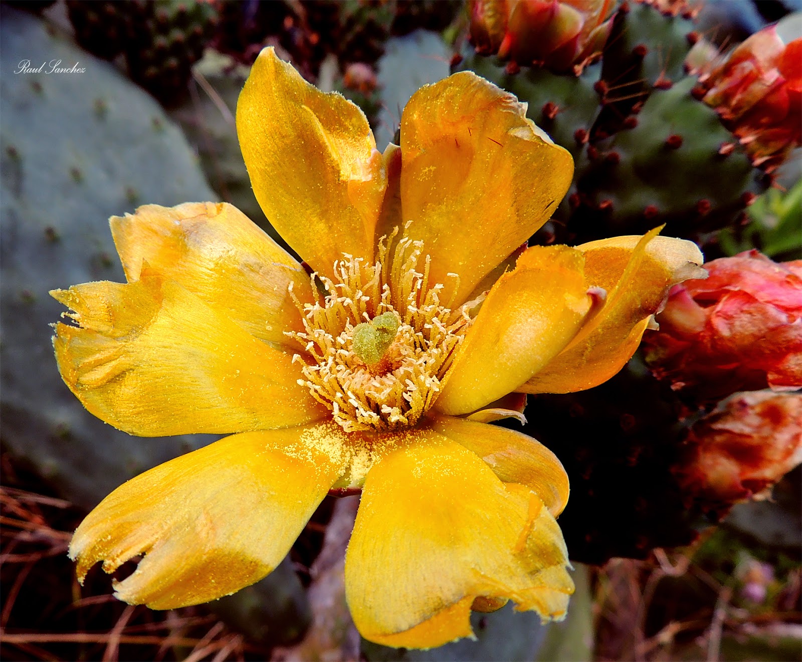 Flores y Plantas: Flor de las Chumberas (Opuntia subulata Fam: cactáceas)
