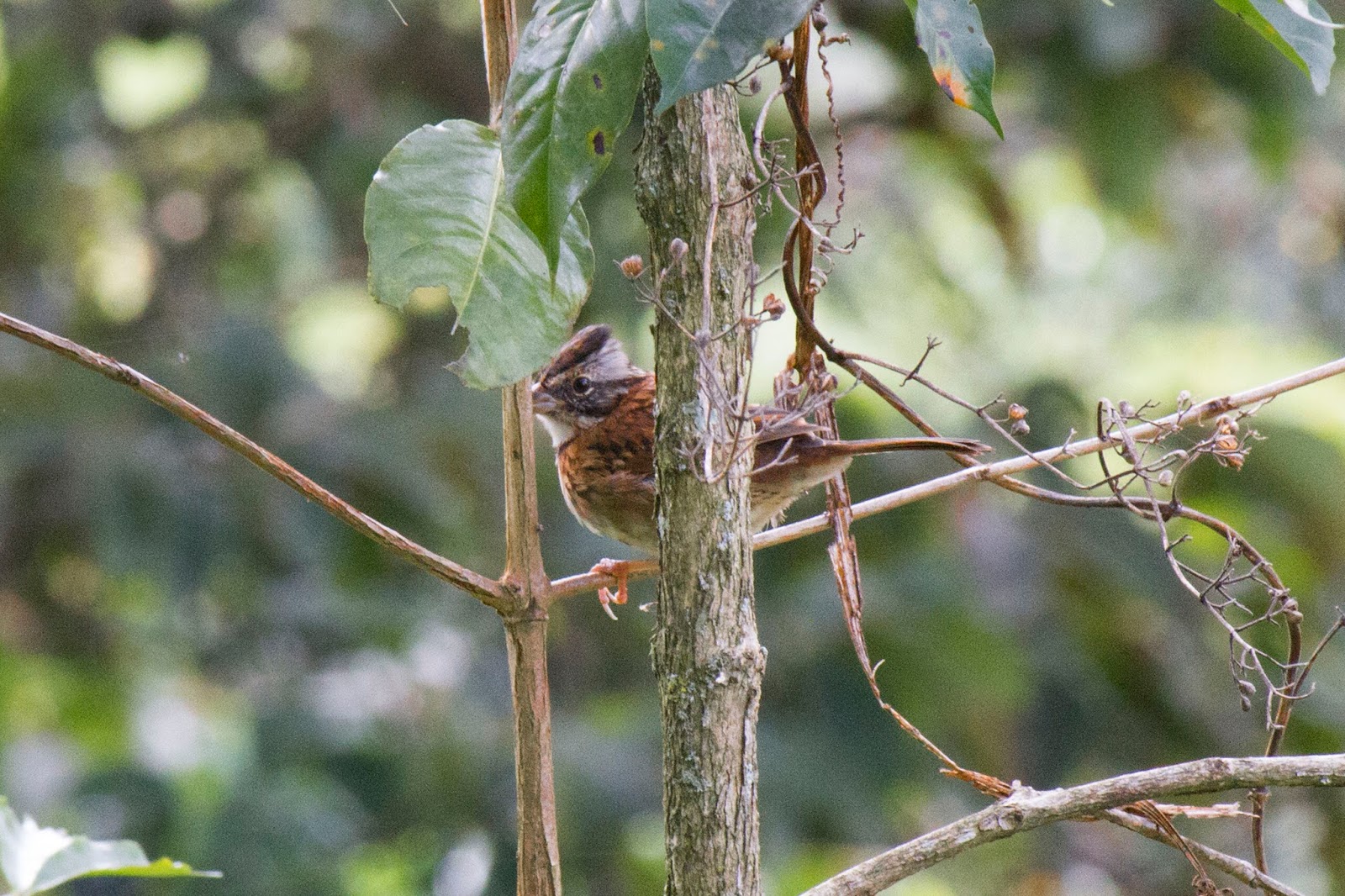 Avistamientos de Aves en Silvanìa (Cundinamarca - Colombia)