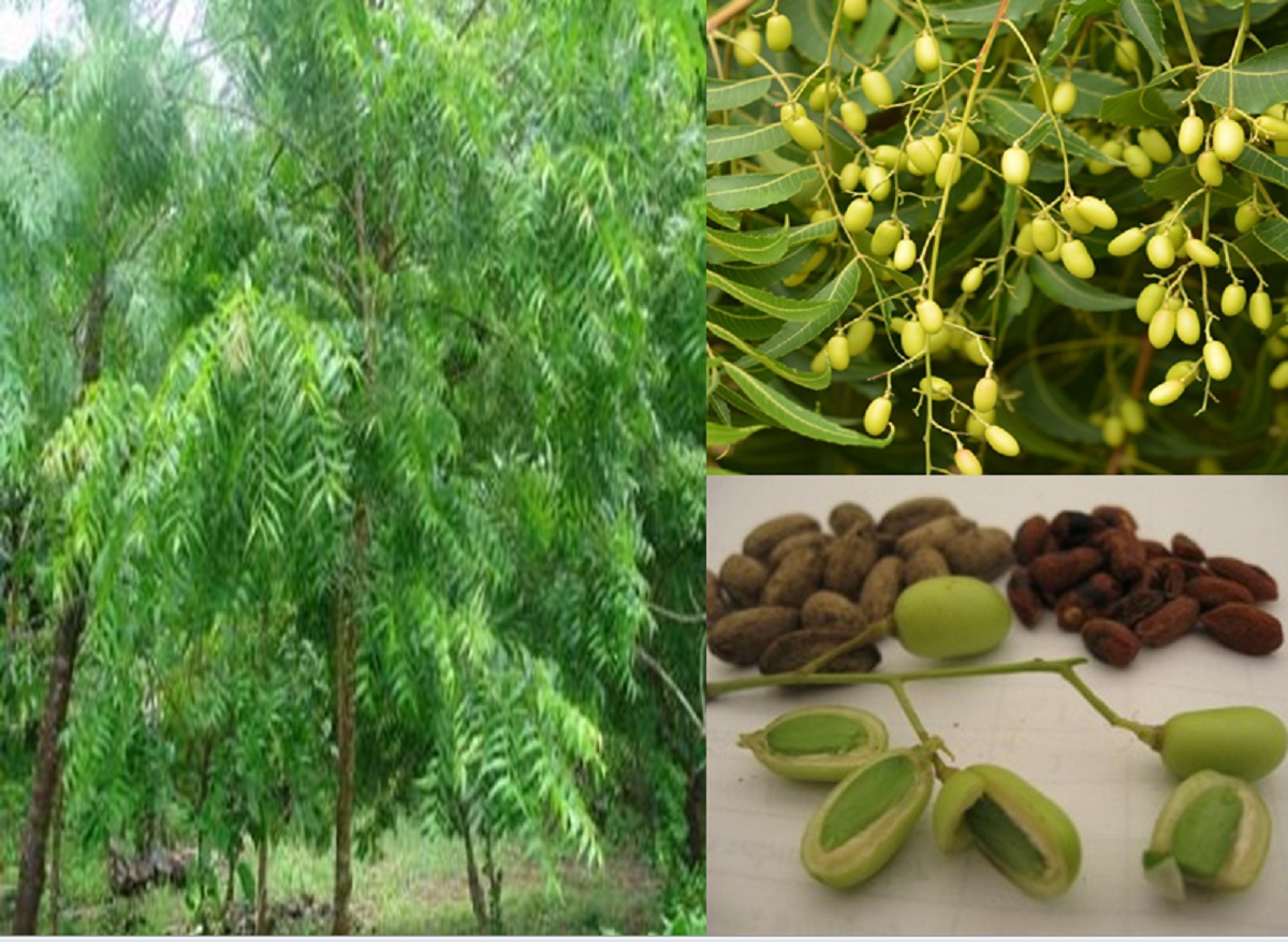 MAKALAH : 13 FLORA LANGKA DI INDONESIA