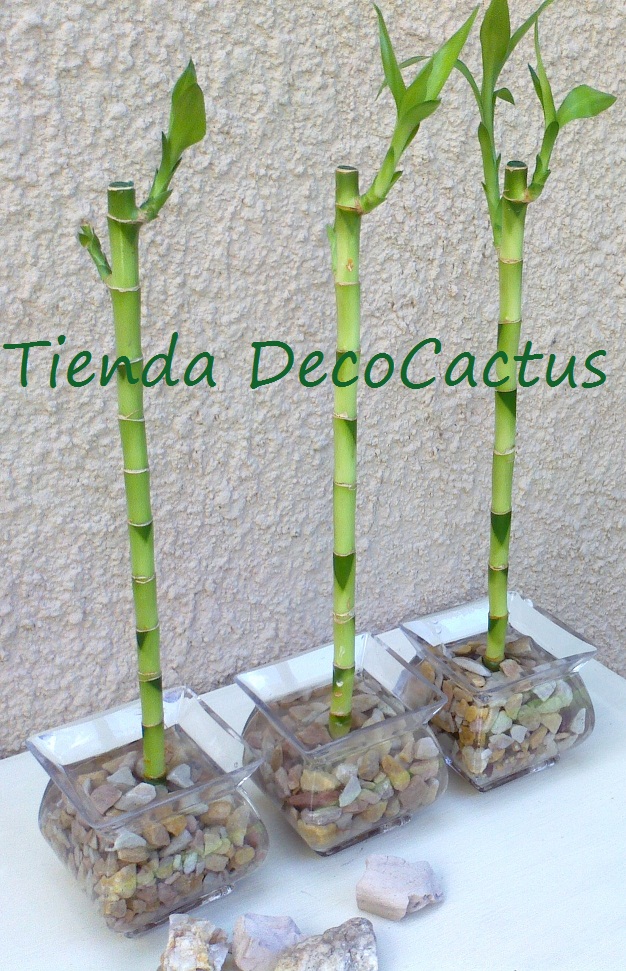 Bambú: Tienda Deco C