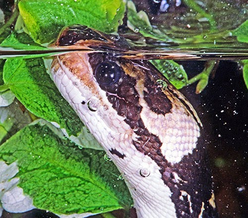Homalopsis buccata (Linnaeus, 1758) – Aquatic Snakes