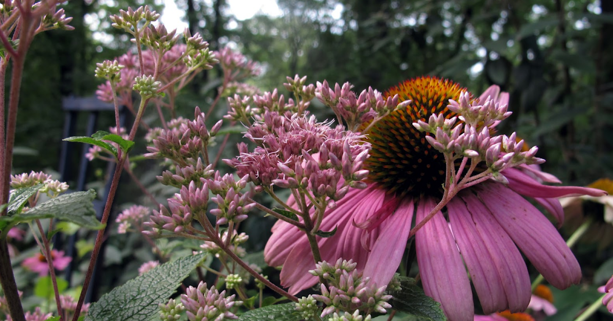 clay and limestone: Wildflower Wednesday: Growing Wildflowers in Containers