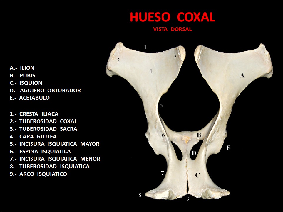 El caballo: El caballo