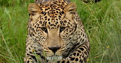 Животная пища. Некоторые млекопитающие: дикие кошки:ликбез от дилетанта ...