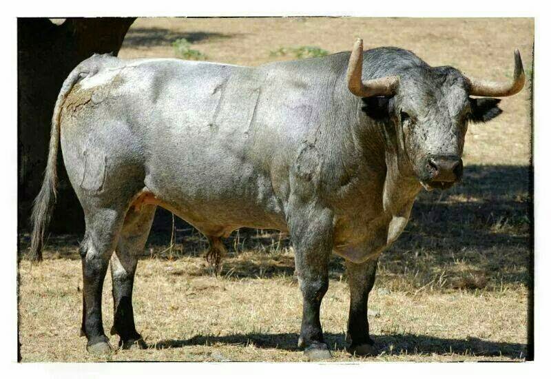 Tus Festejos Taurinos.: Presentacion de los Toros para las fiestas de ...