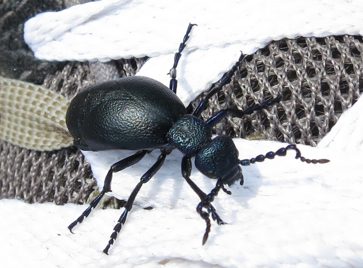 LOOSE AND LEAFY in DORSET: BLACK OIL BEETLE - (Meloe proscarabaeus)