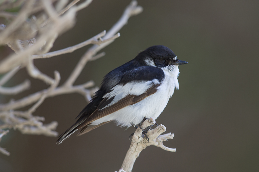 Birds of Saudi Arabia: Favourite Photos
