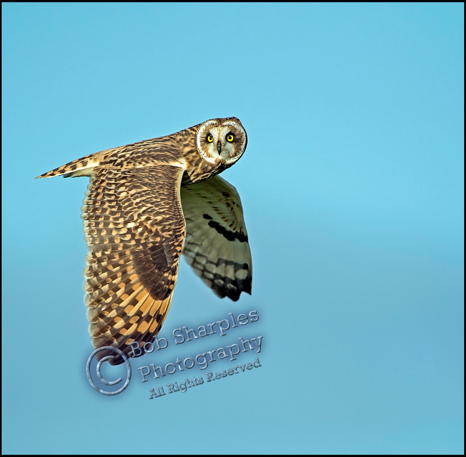 Photography by Bob Sharples: Short Eared Owl, Hen Harrier and Great ...