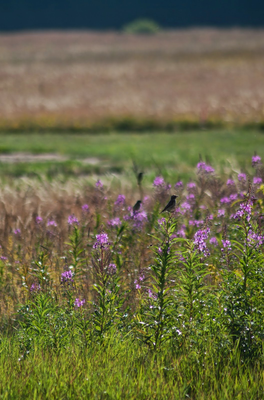 Eve Saar Photo: Vormsil/ in Vormsi (a small island in the West Estonia ...